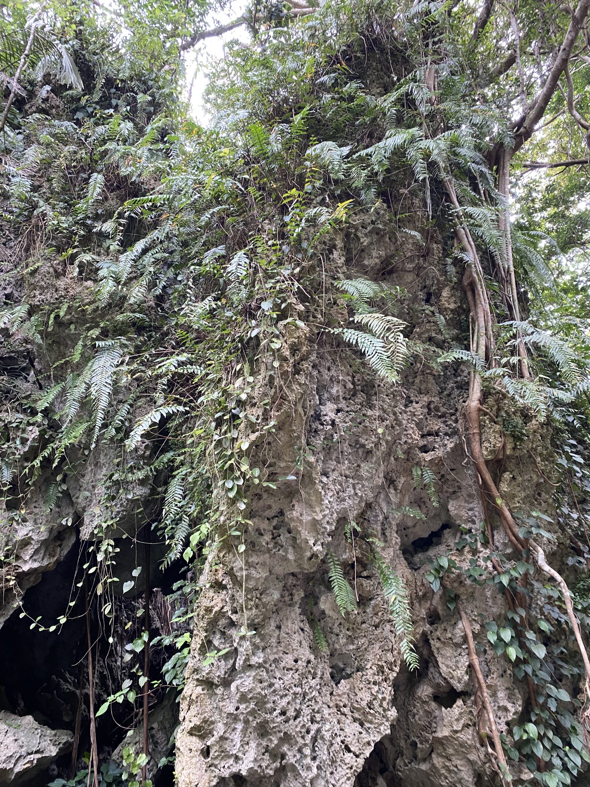 【重症花粉症】ゾレア適応チェック！あなたは対象？今すぐ判定！ | 希望が丘｜やまぐち呼吸器内科・皮膚科クリニック